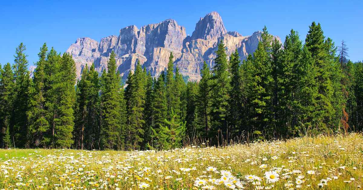 SAF Group | Contact Us