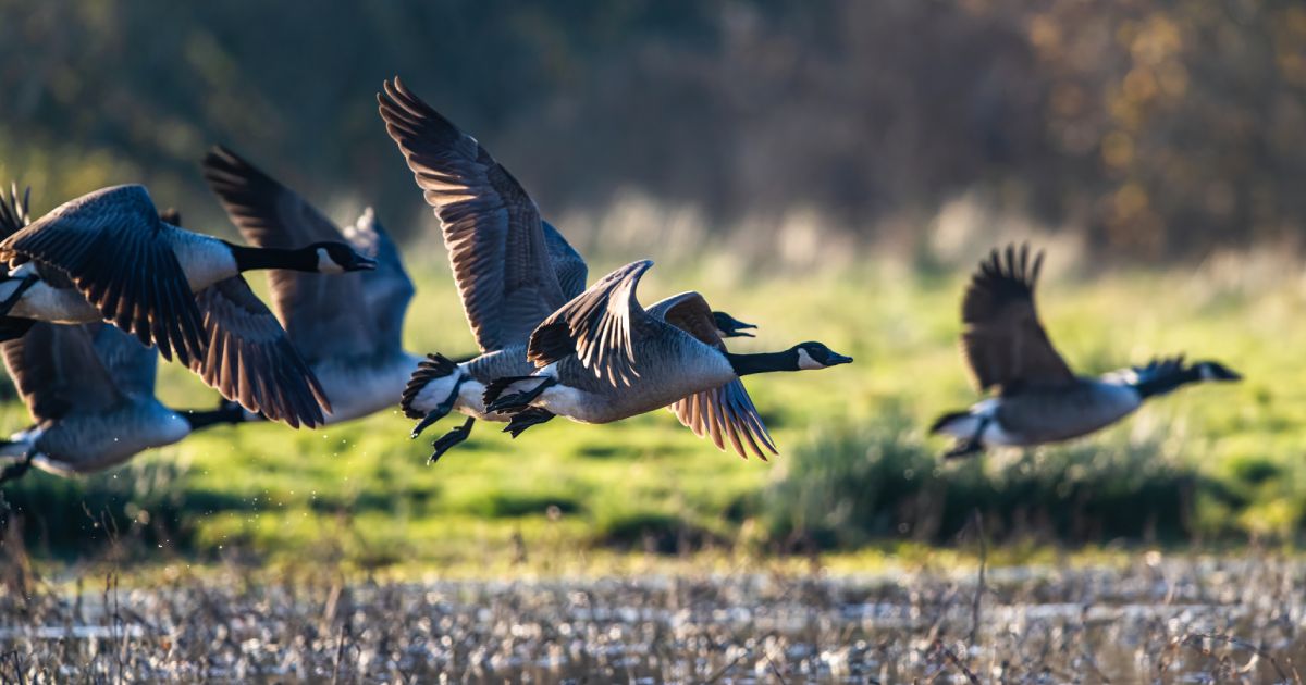 SAF Group | Who We Serve